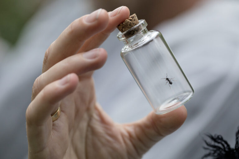 Vandringsforelæsning om myrer – SECRET HOTEL